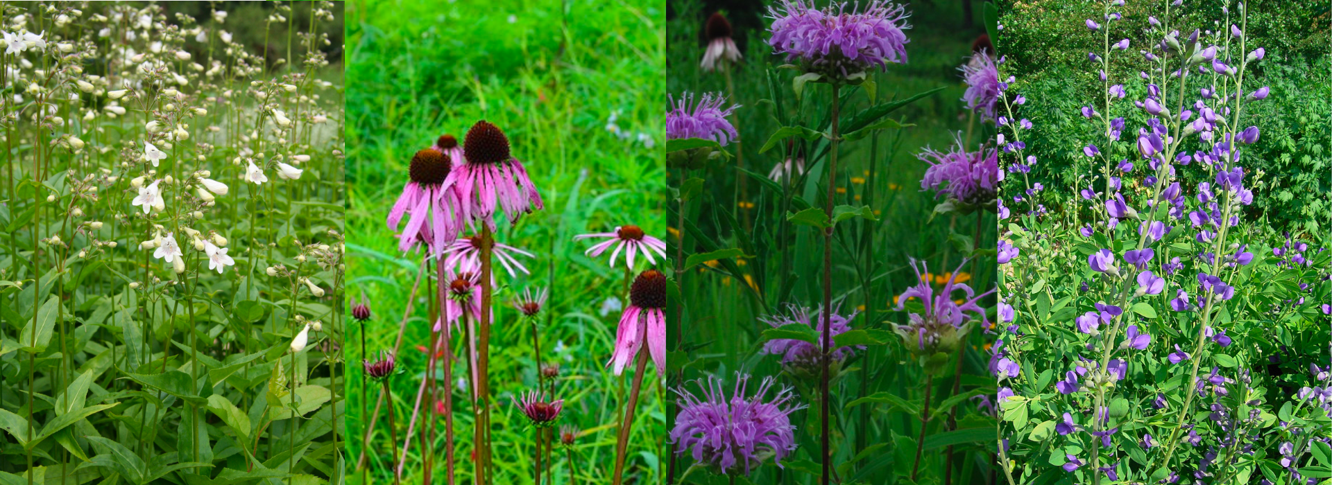 Increasing Pollination in Your Veggie Garden with Companion Plants ...