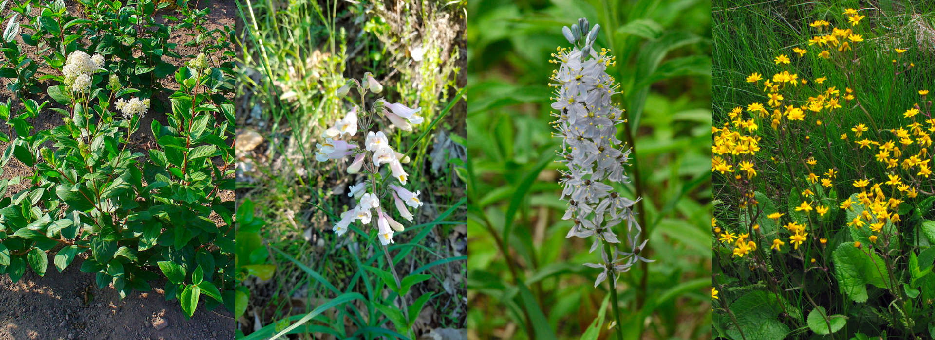 Increasing Pollination in Your Veggie Garden with Companion Plants ...