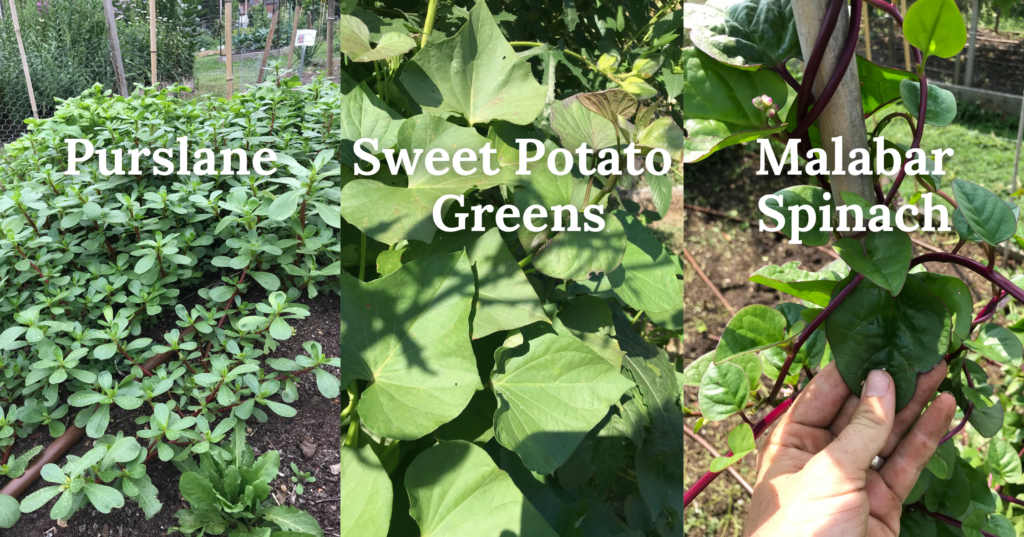 Greens for the Summer Heat - Seed St. Louis