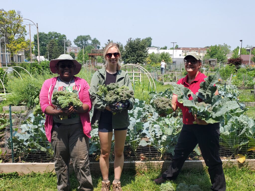 2023 Broccoli Variety Trial Results - Seed St. Louis